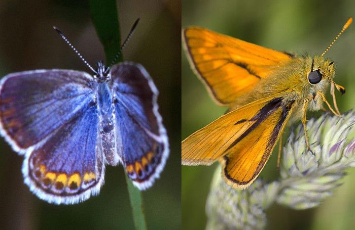 Butterfly vs. Moth | Wisconsin DNR