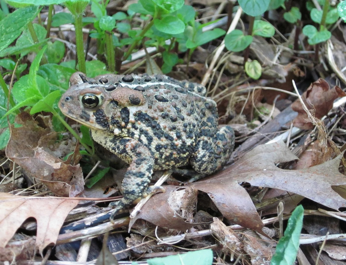 Amphibian Adventure | Wisconsin DNR