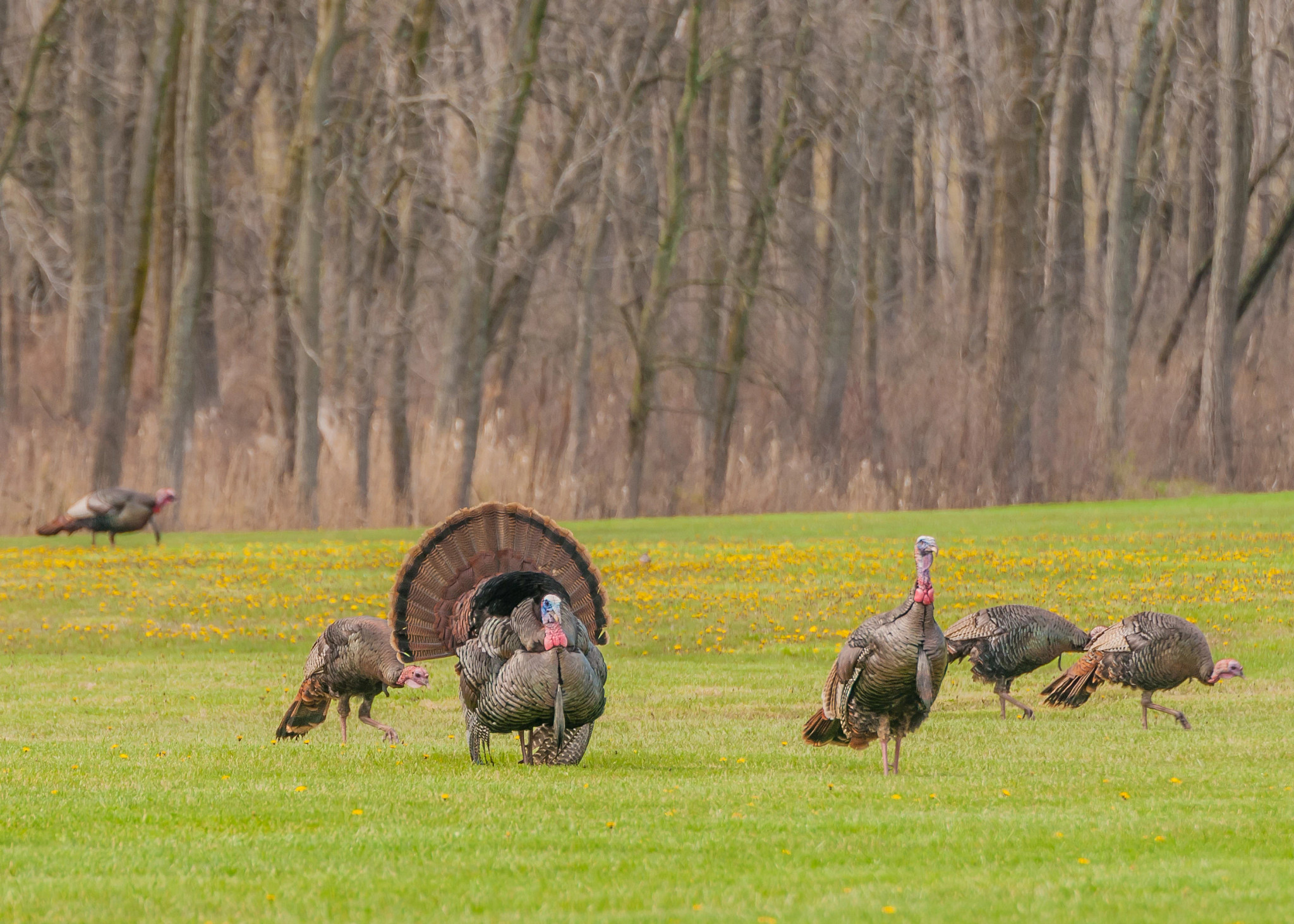 Turkey Hunting
