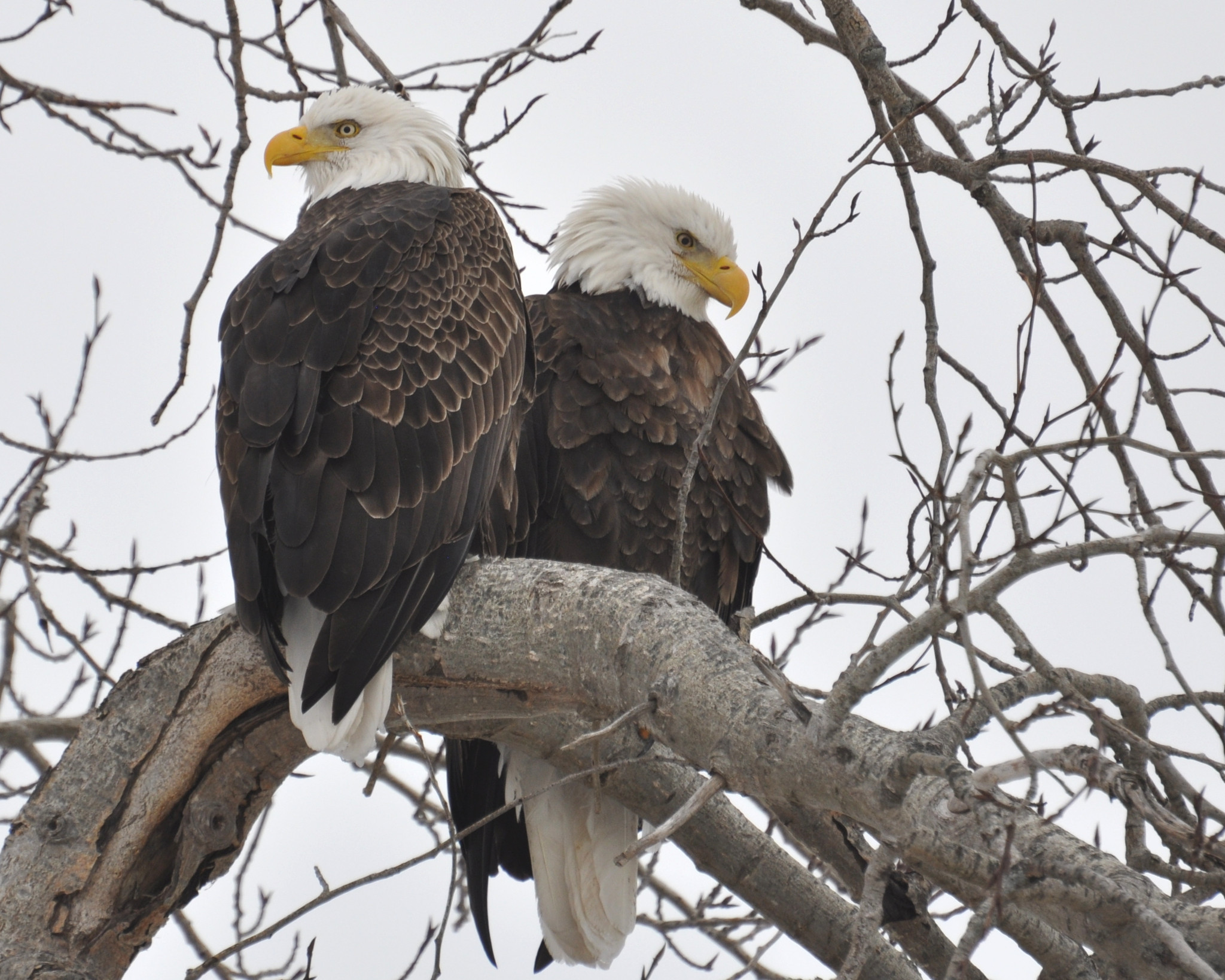 Eagle Adventure Bus Tour | Wisconsin DNR