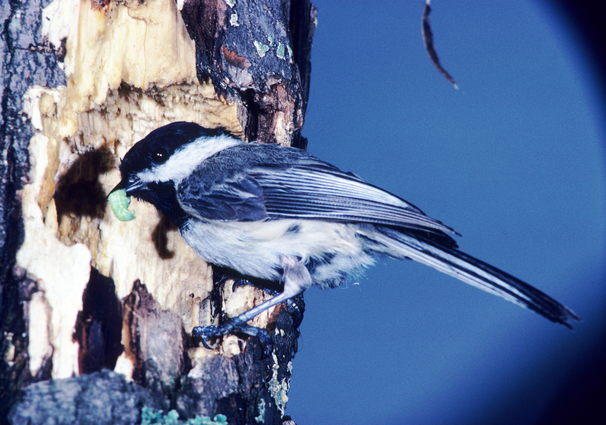 Wisconsin’s Winter Birds And How to Attract Them An Evening with Nature ...