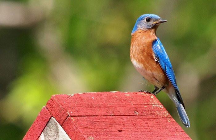 Bluebird Monitoring | Wisconsin DNR