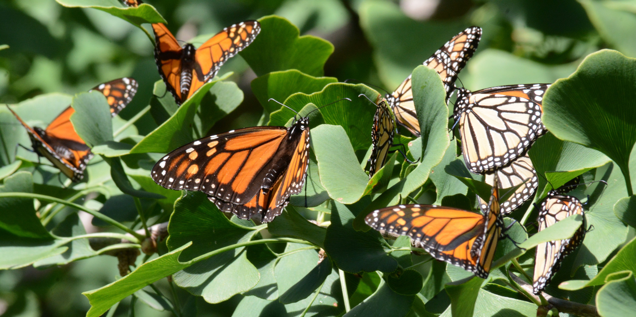 Magnificent Monarchs | Wisconsin DNR