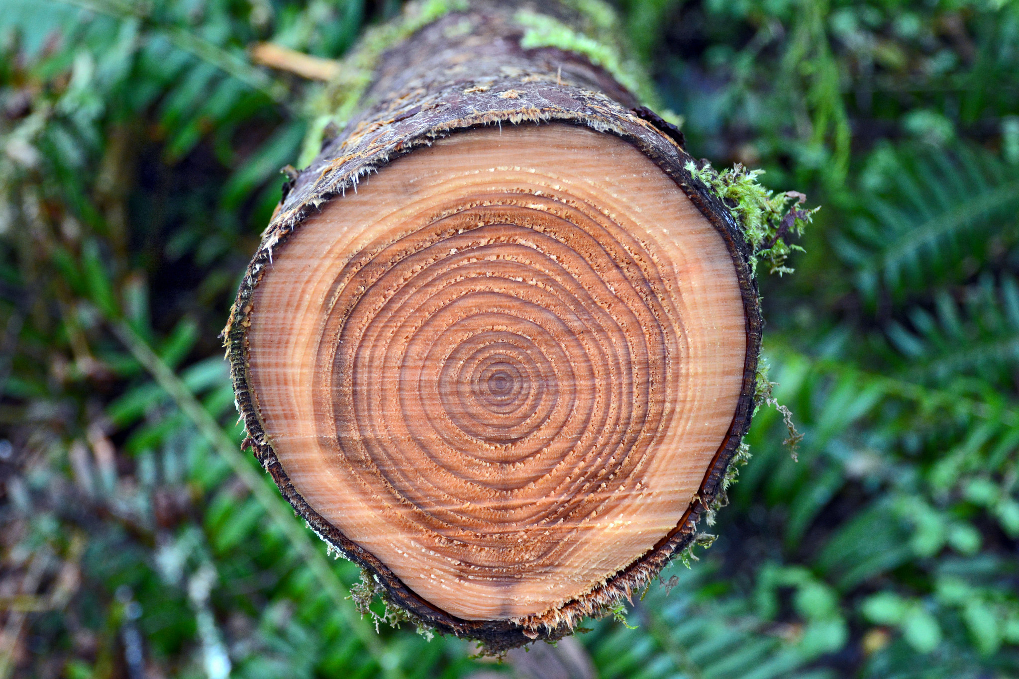 Logging Wonders | Wisconsin DNR