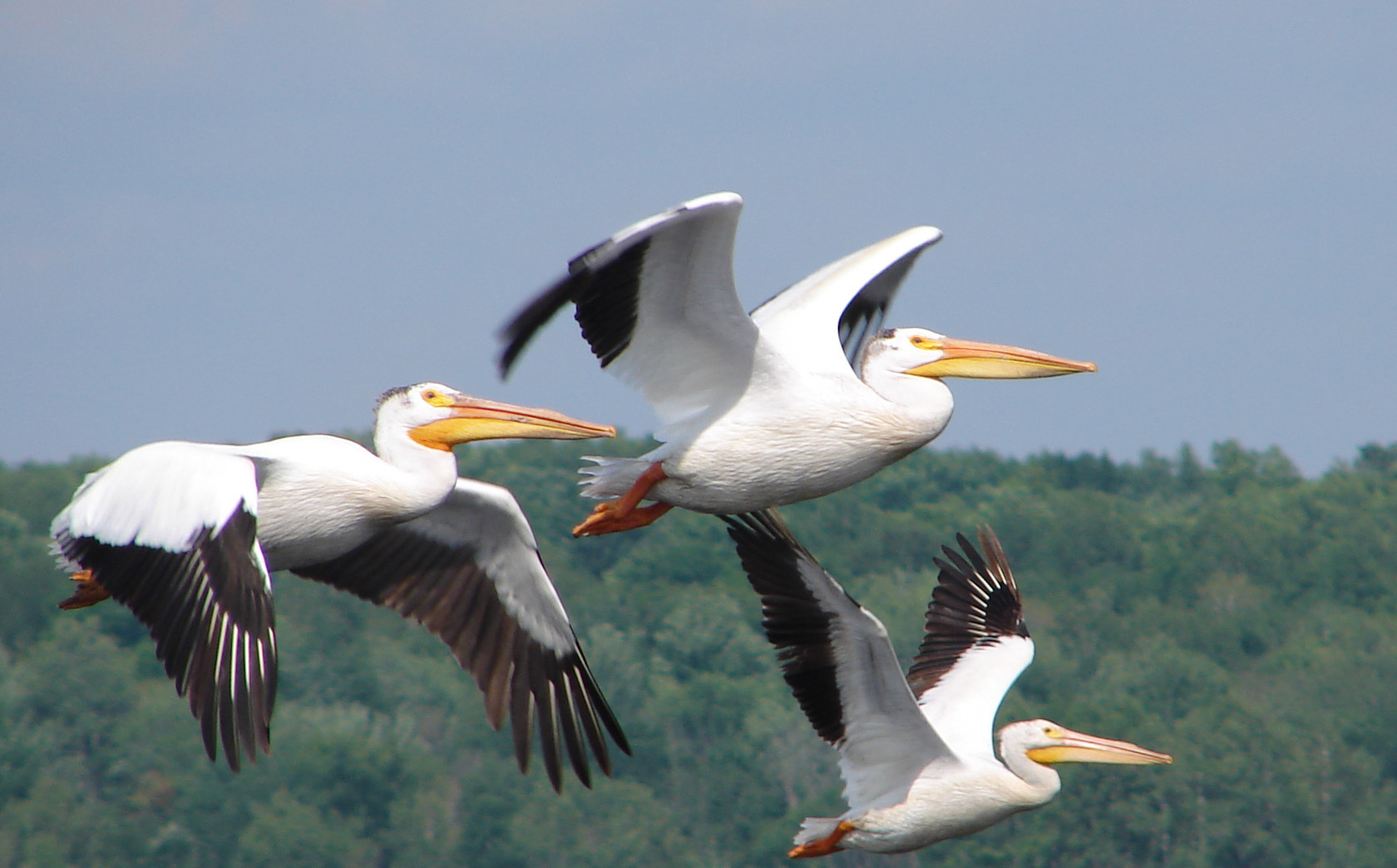 Wildlife Wonders: American White Pelican | Wisconsin DNR