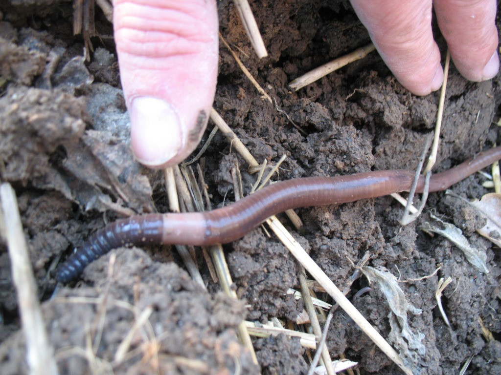 Storytime: Wiggling Worms | Wisconsin DNR