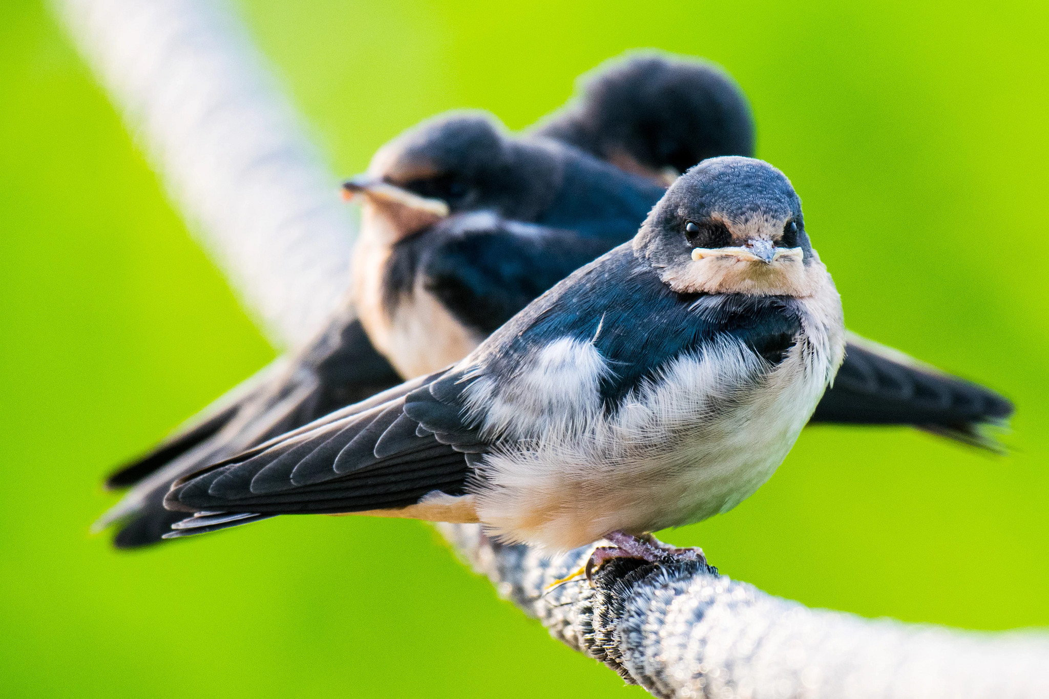 Origami Swallows | Wisconsin DNR