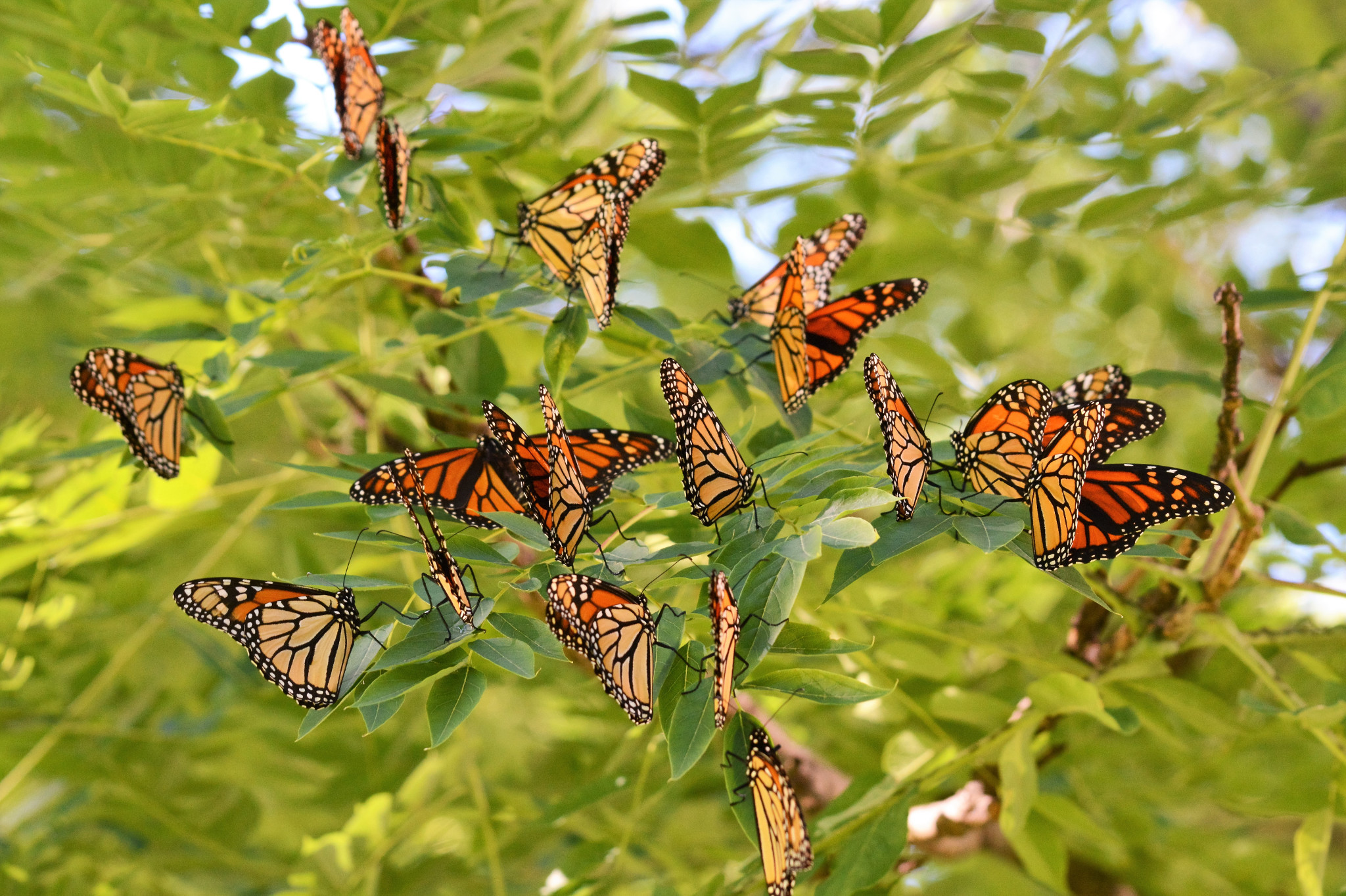 Exploration Station – Butterflies | Wisconsin DNR