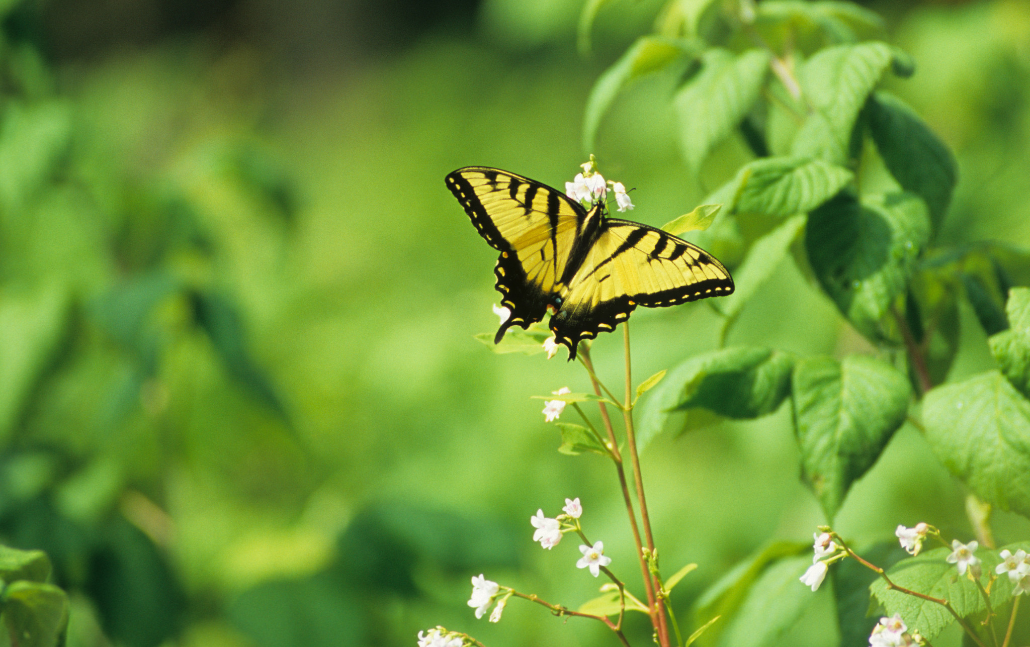 Beautiful Butterflies | Wisconsin DNR