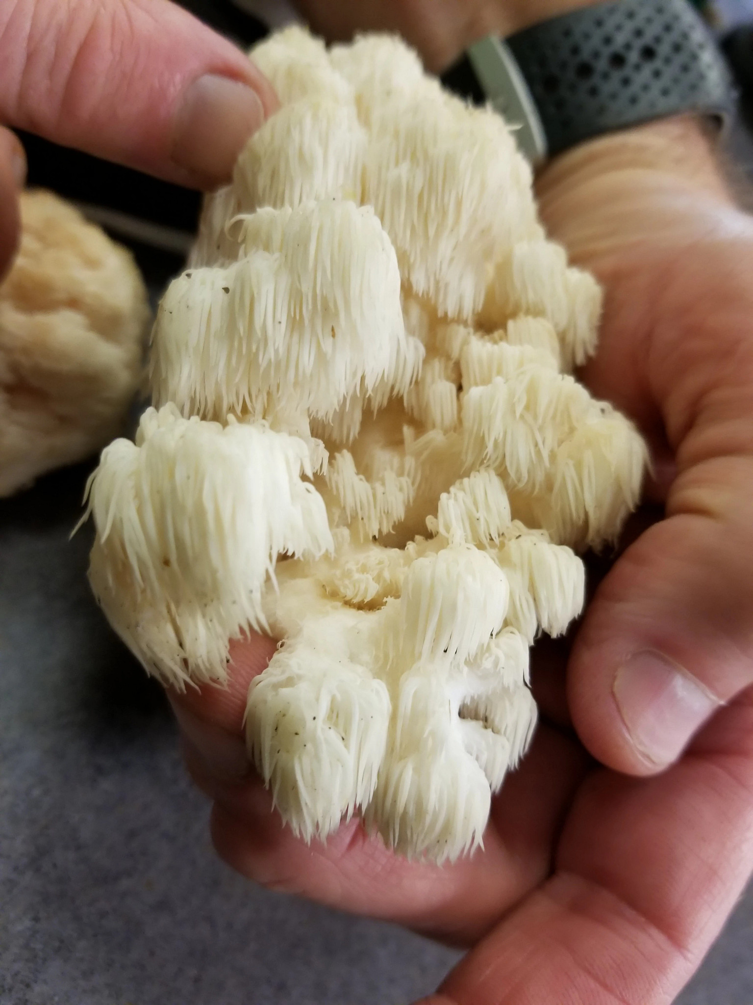 Fungus Among Us Tour - Northwest Trail | Wisconsin DNR